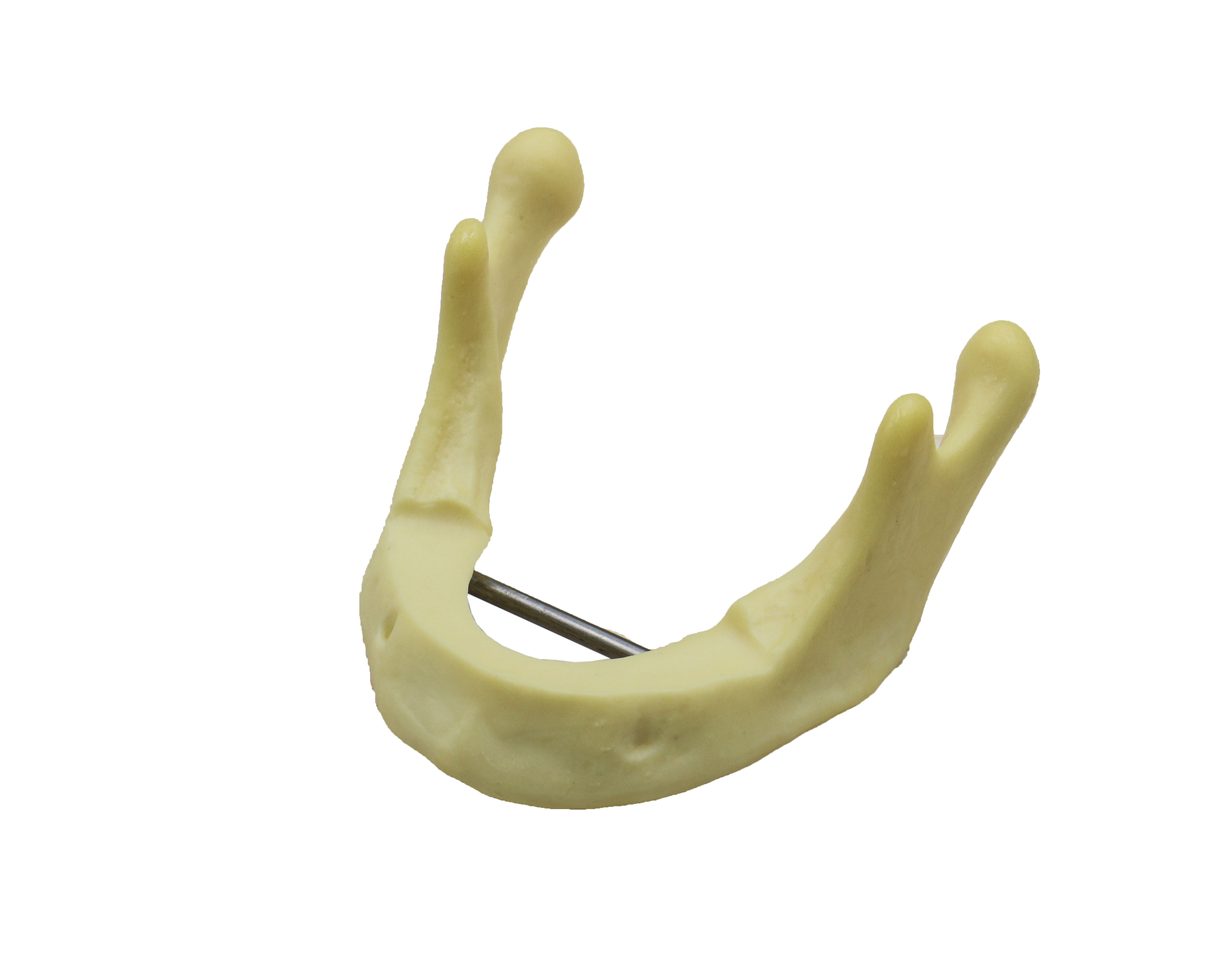 Lower Jaw Mandibular Model - Realistic Resin Bone for Dental Implant ...