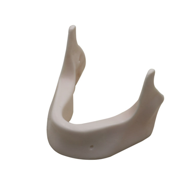 Lower Jaw Mandibular Model - Realistic Resin Bone for Dental Implant ...