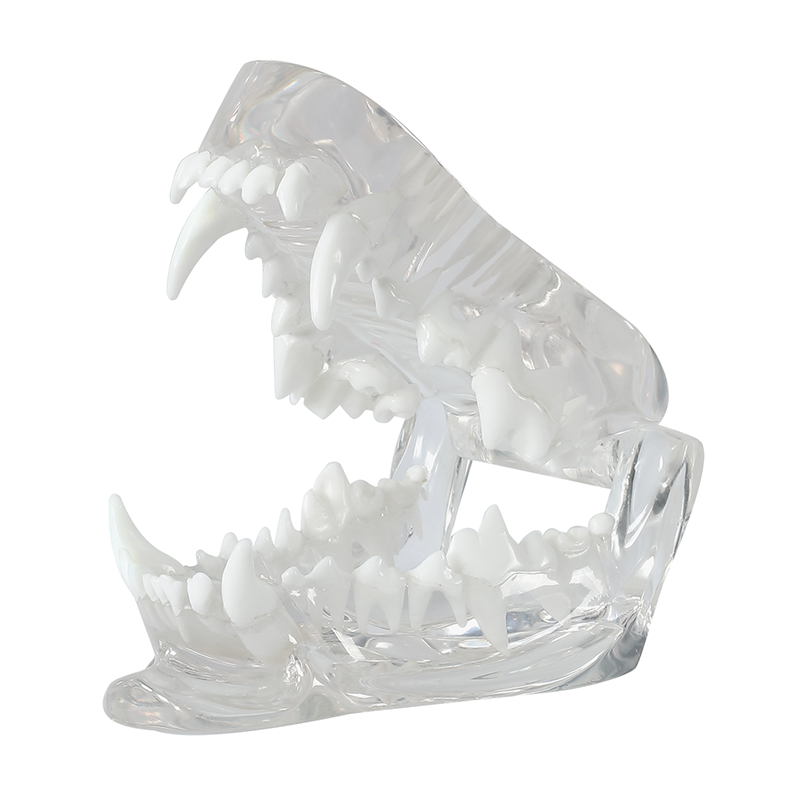 Crystal Clear Dog Dental Model - Ideal for Veterinary Clinics and Students