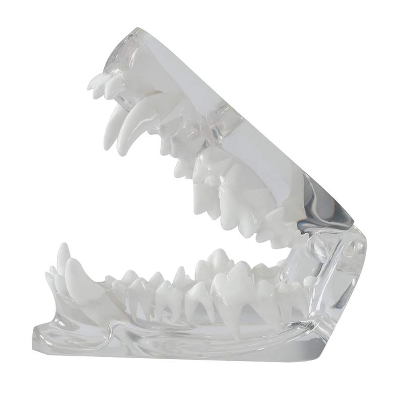 Crystal Clear Dog Dental Model - Ideal for Veterinary Clinics and Students
