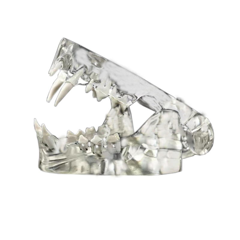 Crystal Clear Cat Dental Model - Perfect for Veterinary Clinics and ...