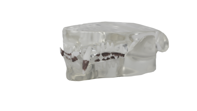 Crystal Clear Cat Dental Model with Tartar - Ideal for Veterinary ...