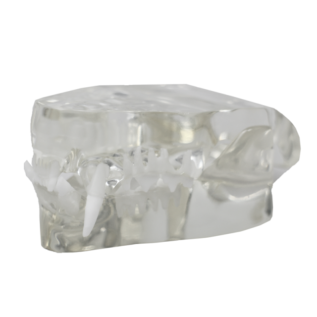 Crystal Clear Cat Dental Model - Perfect for Veterinary Clinics and ...