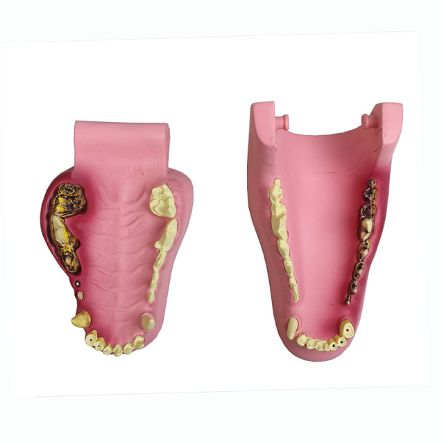 Canine Dental Model with Decay and Swelling Features for Veterinary ...