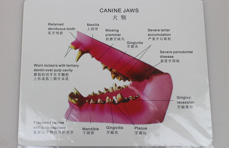 Canine Dental Model with Decay and Swelling Features for Veterinary ...