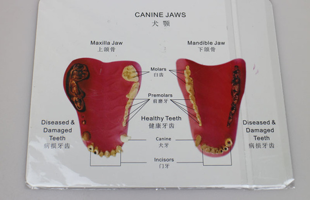 Canine Dental Model with Decay and Swelling Features for Veterinary ...