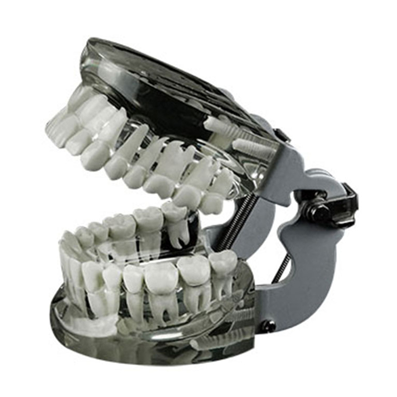 Transparent Adult Dentition Dental Model – 28 Teeth for Demonstration ...