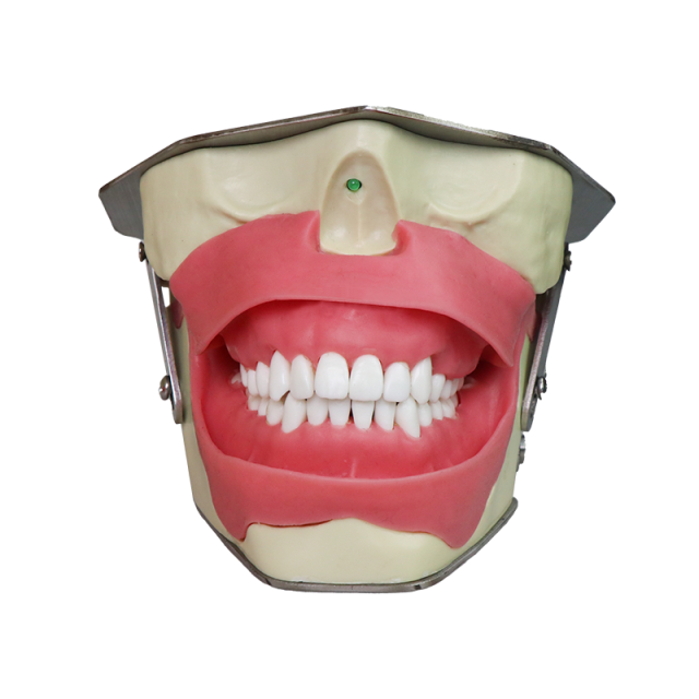 Anesthesia Extraction Dental Training Model – Full Dentition with ...