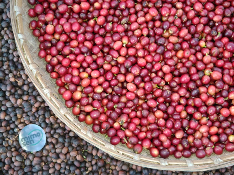 （China）Coffee beans 01