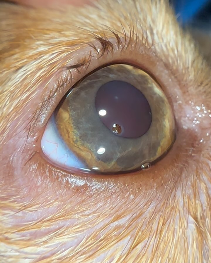 QuikVue Vet Case Study—Corneal Foreign Body Removal