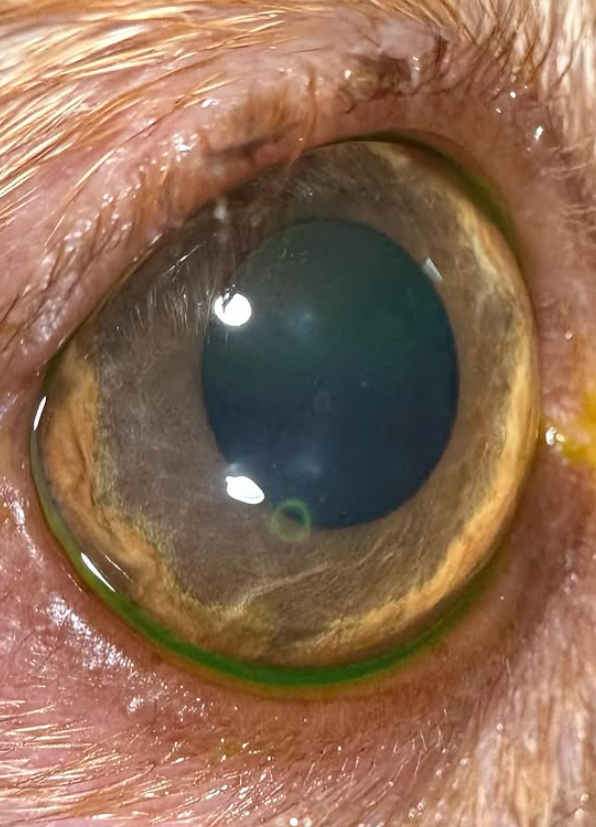 QuikVue Vet Case Study—Corneal Foreign Body Removal