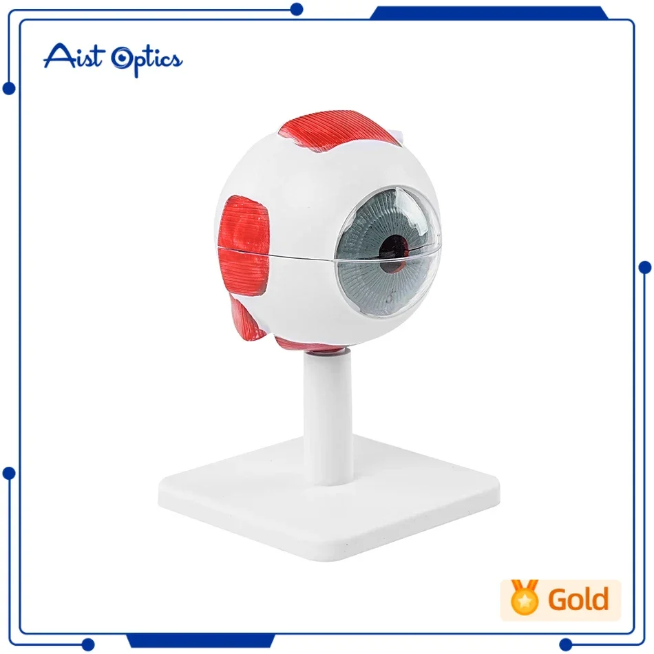 Eye Eyeball Model Students Study Anatomy Eyeball Model Display Teaching ...
