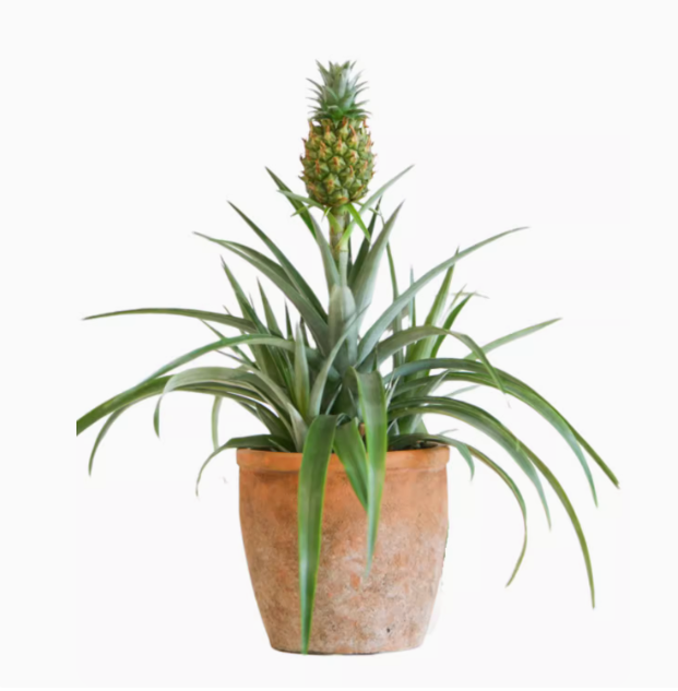 Pineapple Potted Plant