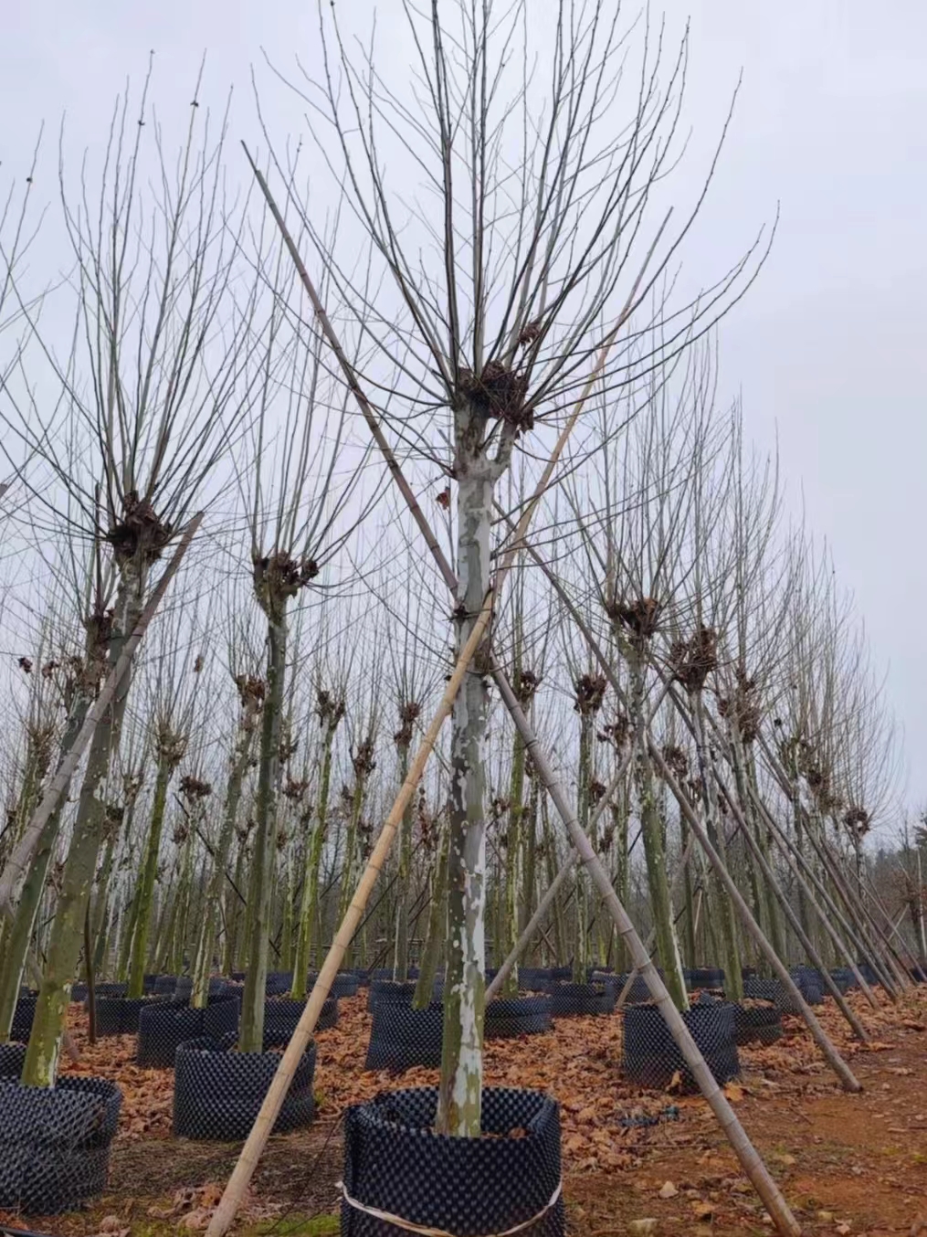 Platanus × acerifolia (Aiton) Willd.