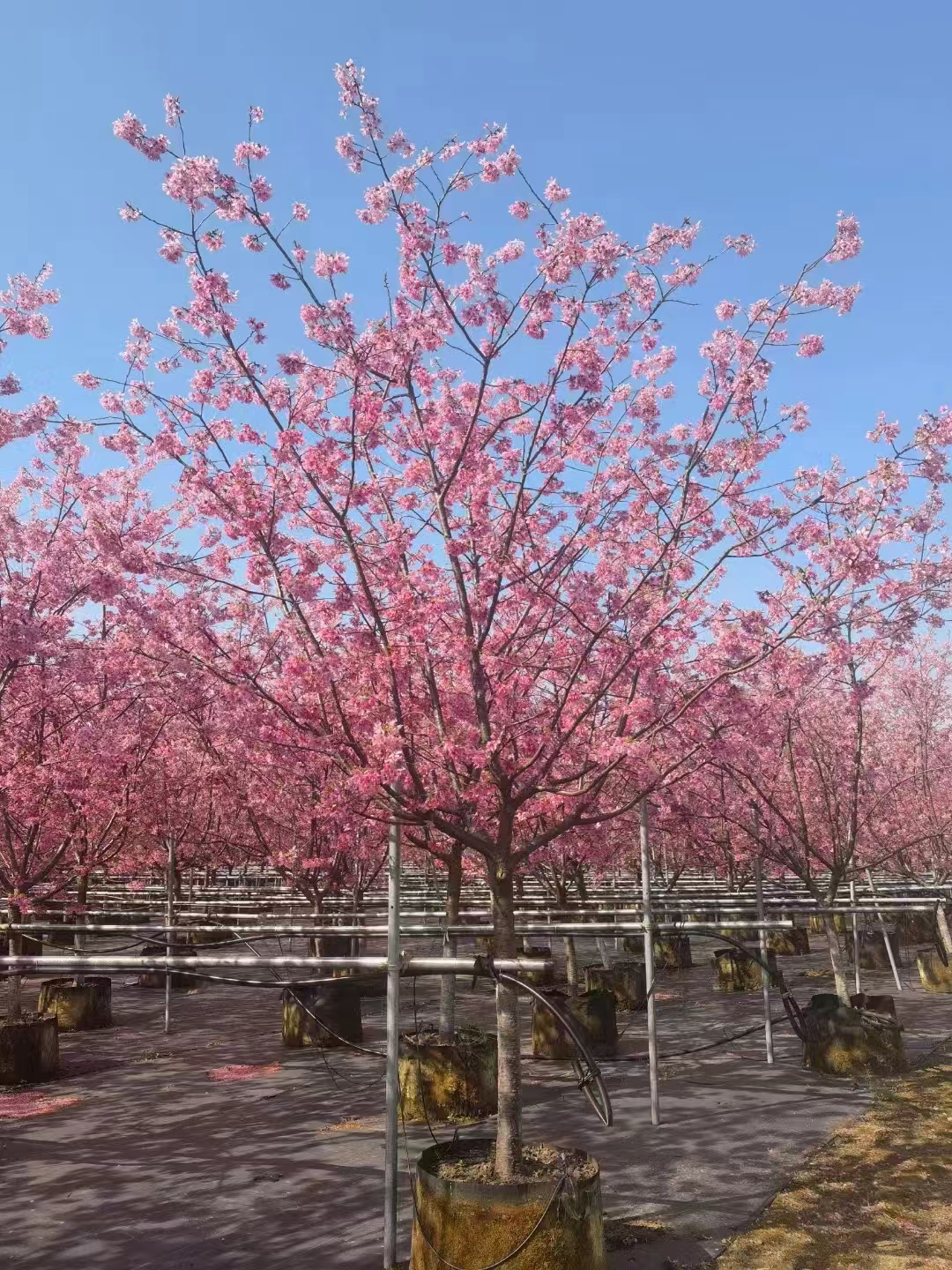 Prunus subg. Cerasus sp.