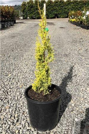 Cupressus sempervirens 'Swane's Golden'