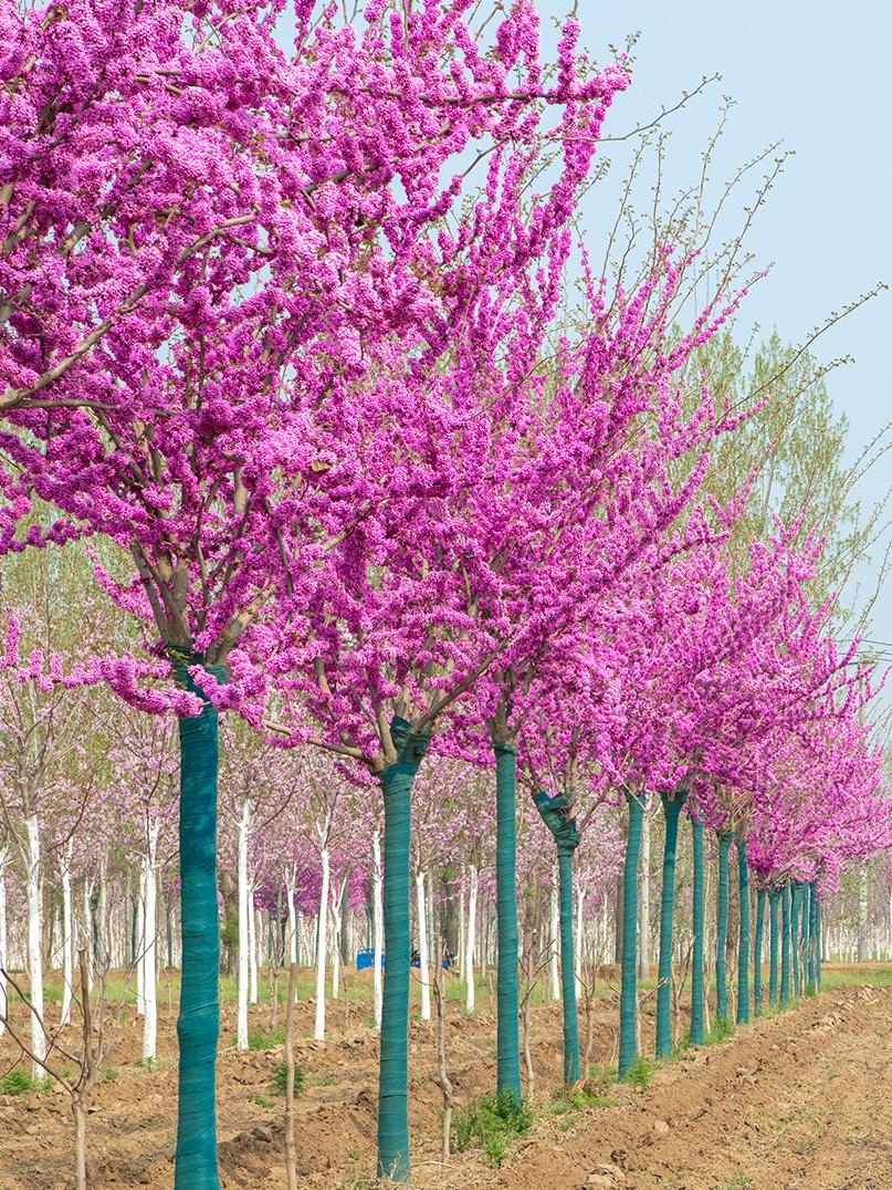 Cercis chinensis Bunge