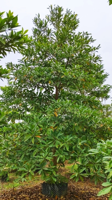 Elaeocarpus decipiens