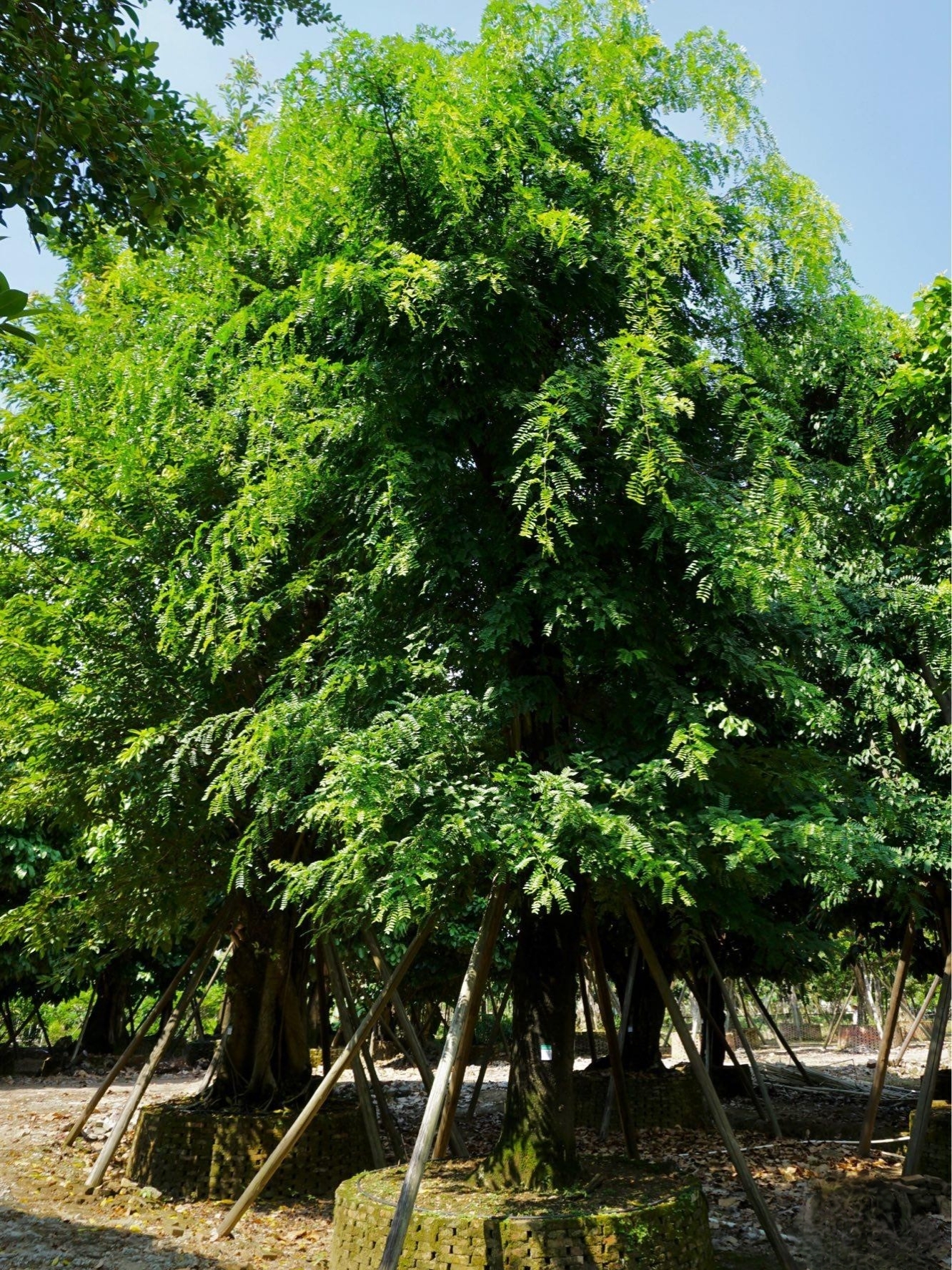 Gleditsia sinensis Lam.