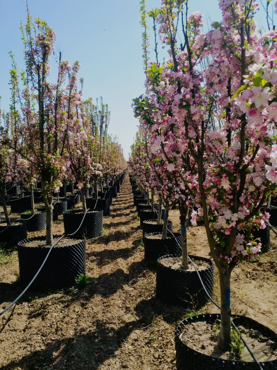 Malus × micromalus Makino