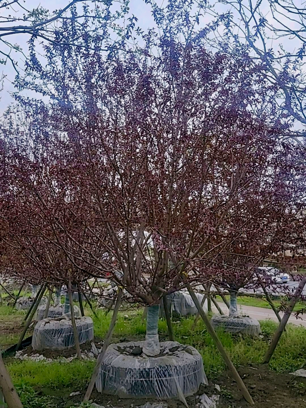 Prunus persica 'Atropurpurea'