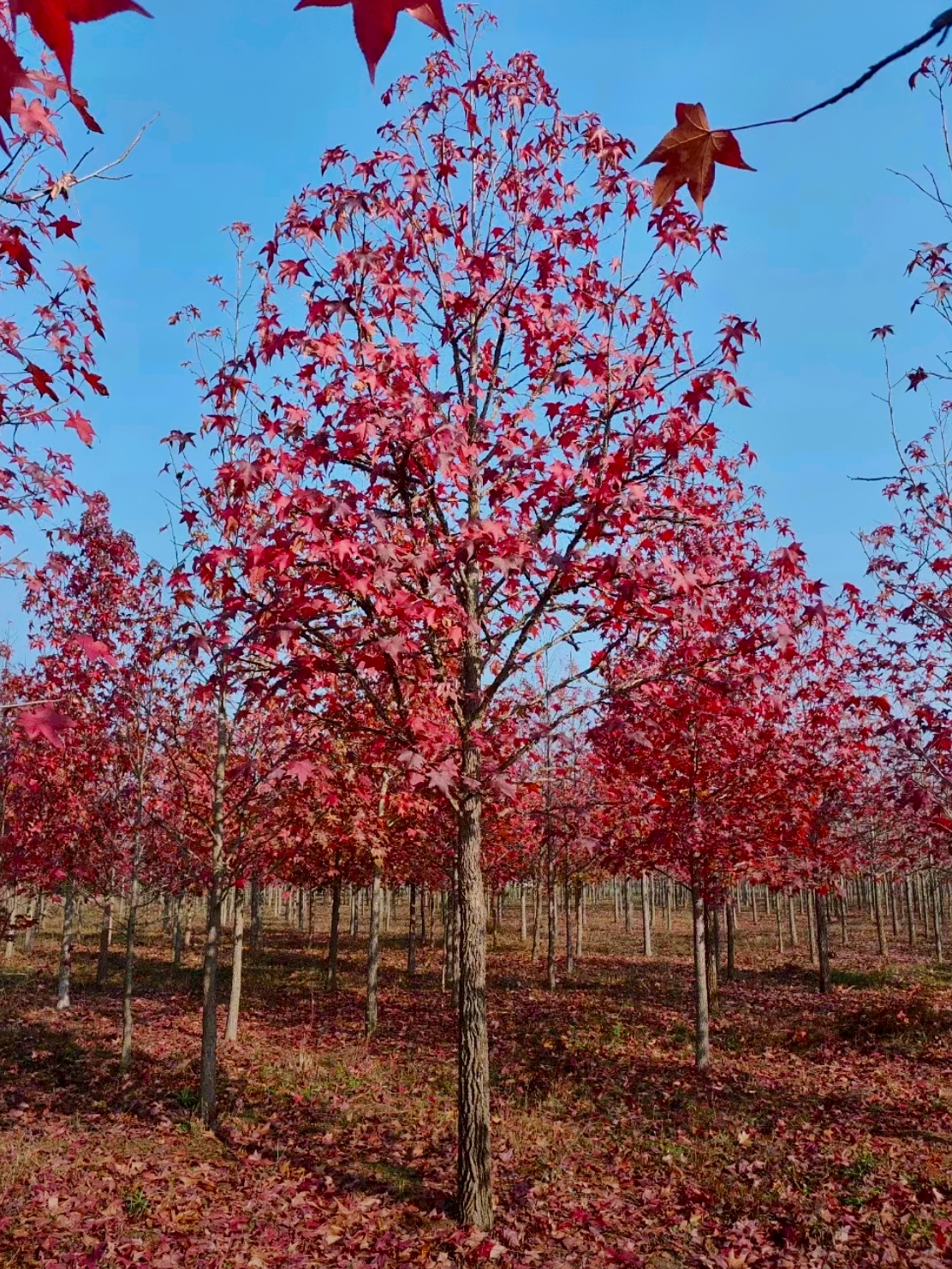Liquidambar styraciflua L.