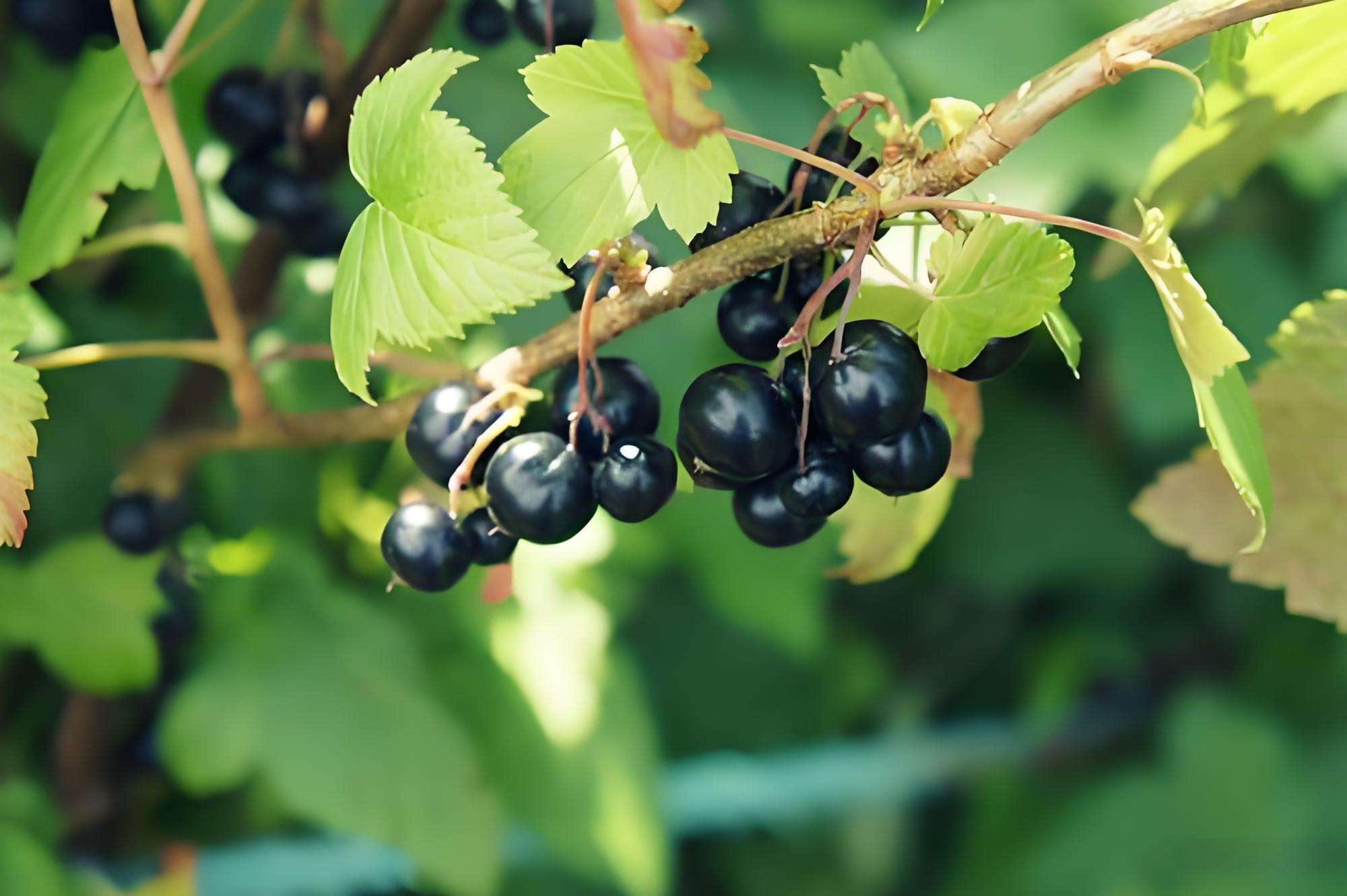 Black Currant Powder