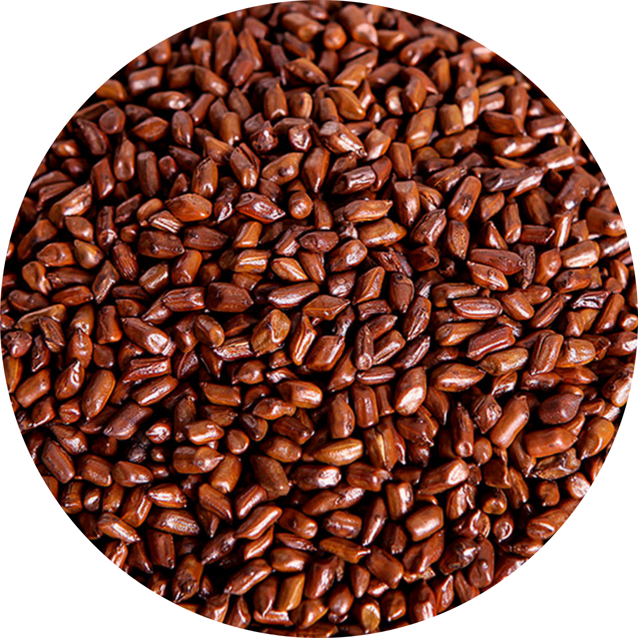 Plant Extract Supplier – Cassia Seeds Tea Botanical Bulk