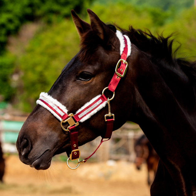 Horse items Equine products Headcollars for horses Horse halters supplies