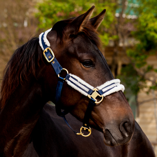 Halters & Headcollars for horses / Horse headcollars Horse Care Supplies