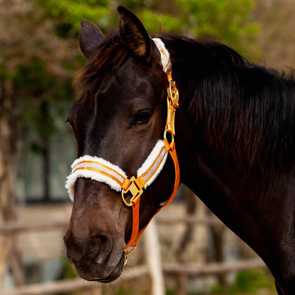 Halters & Headcollars for horses / Horse headcollars Horse Care Supplies