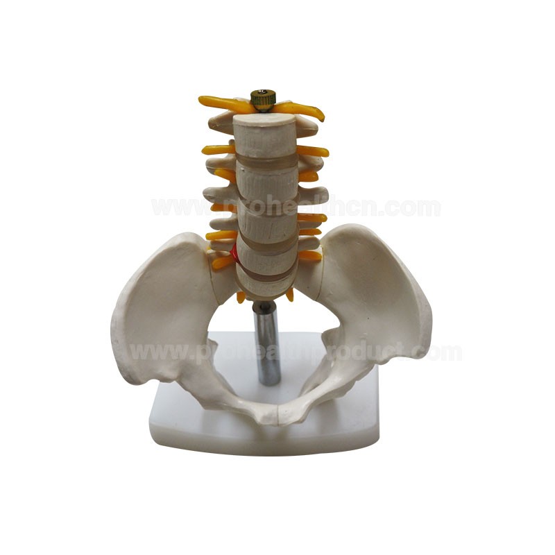 Sacrum and 5 Lumbar Vertebrae Column Model for Medical Teaching