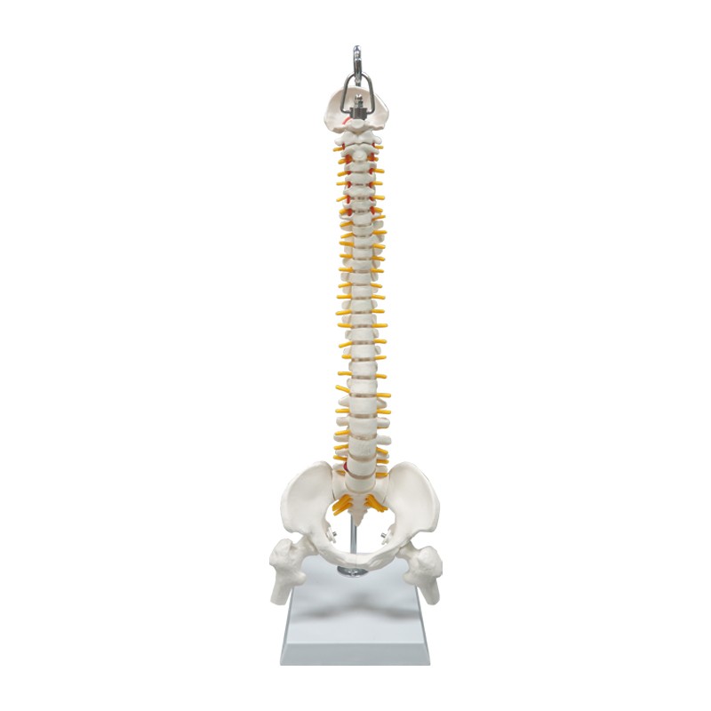 45cm Full Spine Skeleton Model with Femur for Chiropractors