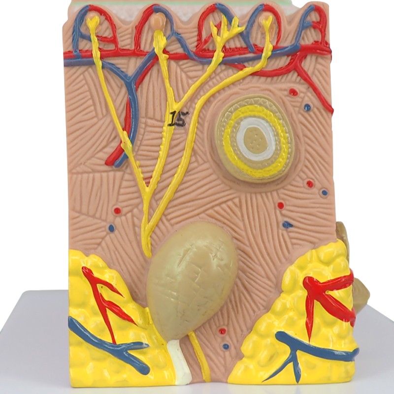 Human 3D Skin Model, Enlarged Anatomical Study Model | Customized Factory