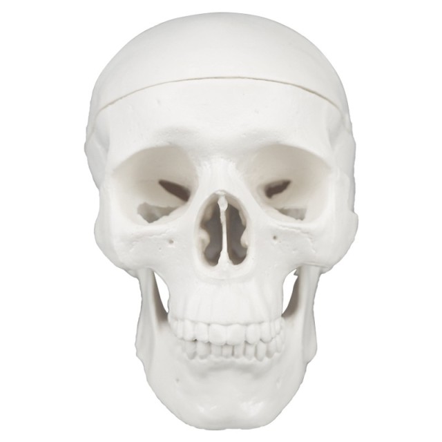 Small Human Skull Model for Medical Students - OEM
