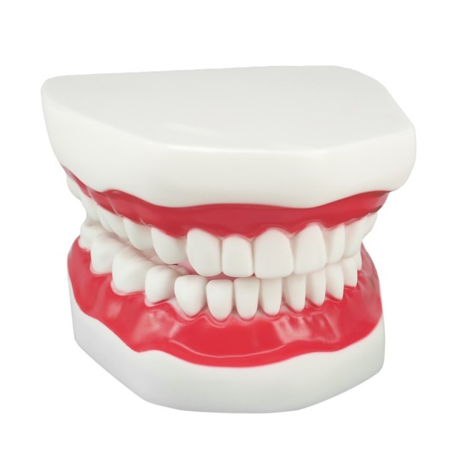 Dental Mouth Model for Speech Therapy