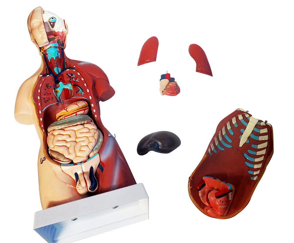 Human Torso Model with Detachable Parts