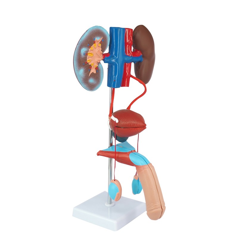 Free Standing Urinary System Model, Male