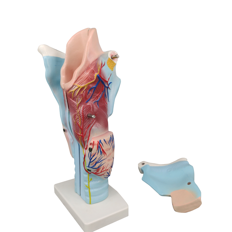 Magnified Human Larynx Model, 3X Life-Size, 3 Parts