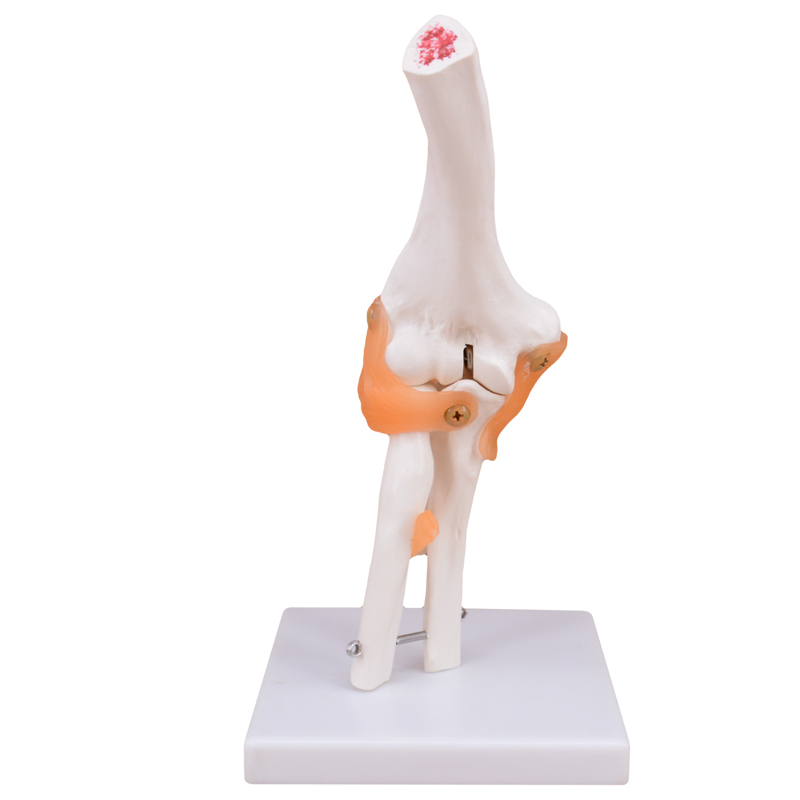 Elbow Shoulder Joint Model with Ligaments for Eduction Demonstration