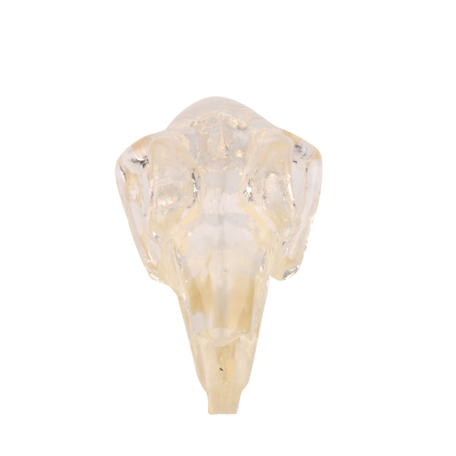 rabbit skull teeth