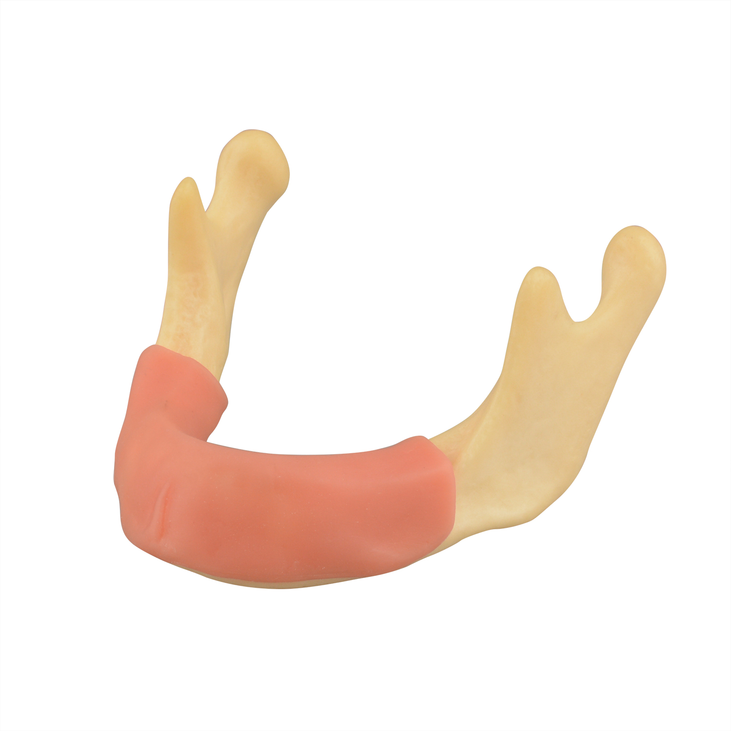 Mandible Lower Jaw Bone Model with Gum, Edentulous - Dental Practice Study