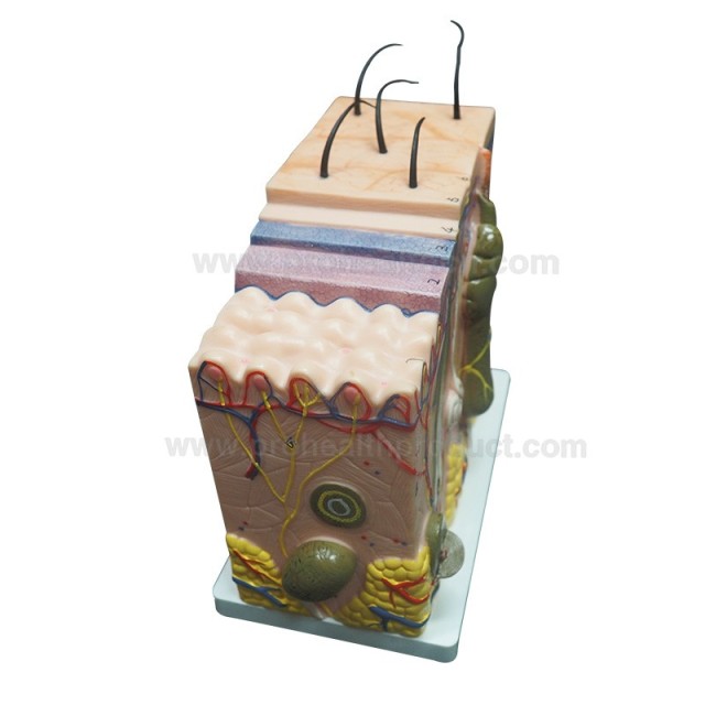 Human 3D Skin Model, Enlarged Anatomical Study Model | Customized Factory