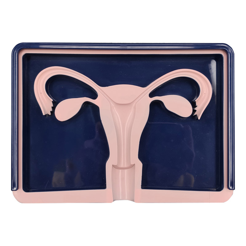 Premium IUD Demonstration Model | Logo Customizable