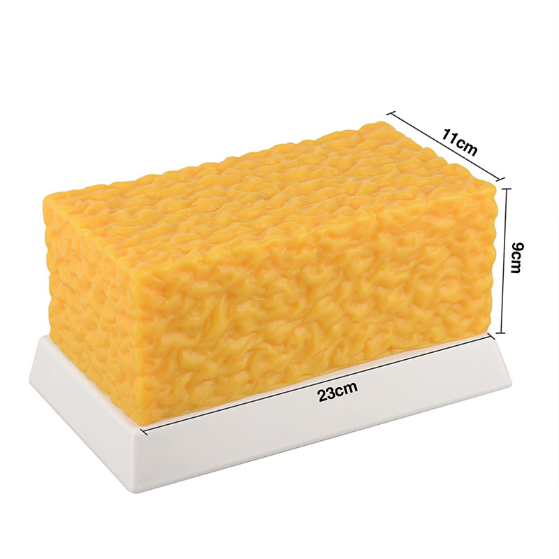 Brick Shape Muscle and Fat Replicas, 1lb, 5lb for Education