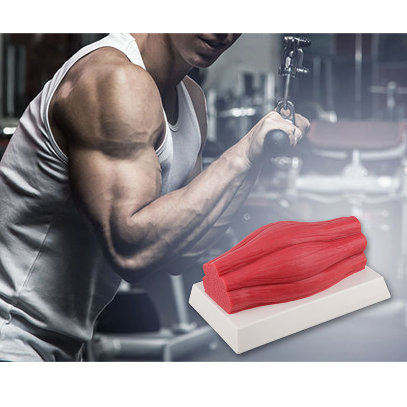 Brick Shape Muscle and Fat Replicas, 1lb, 5lb for Education