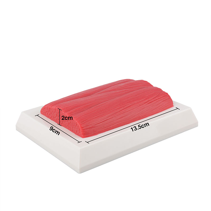 Brick Shape Muscle and Fat Replicas, 1lb, 5lb for Education