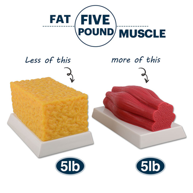 Brick Shape Muscle and Fat Replicas, 1lb, 5lb for Education