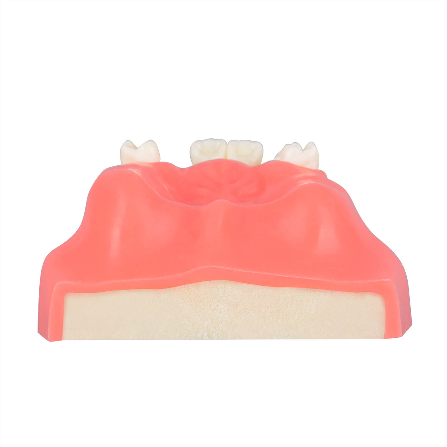 Maxillary Sinus Lift Surgery Practice Model, Missing 9 Teeth