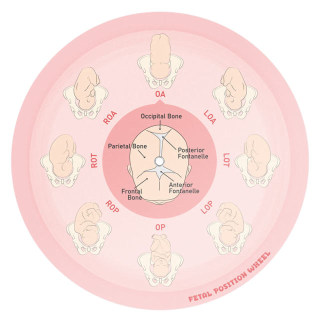 Customizable Dual-Sided Fetal Position Wheel, Large & Small Size